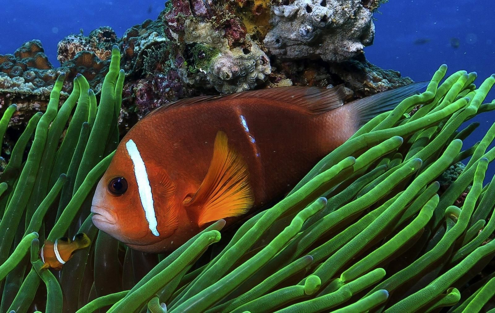 Crías de peces payaso nadan hasta 400 kilómetros para volver a casa ...