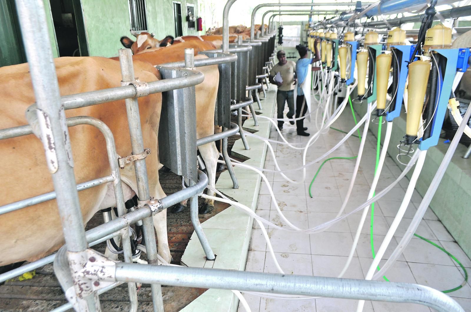 Ordeño en el tambo - ABC Rural - ABC Color