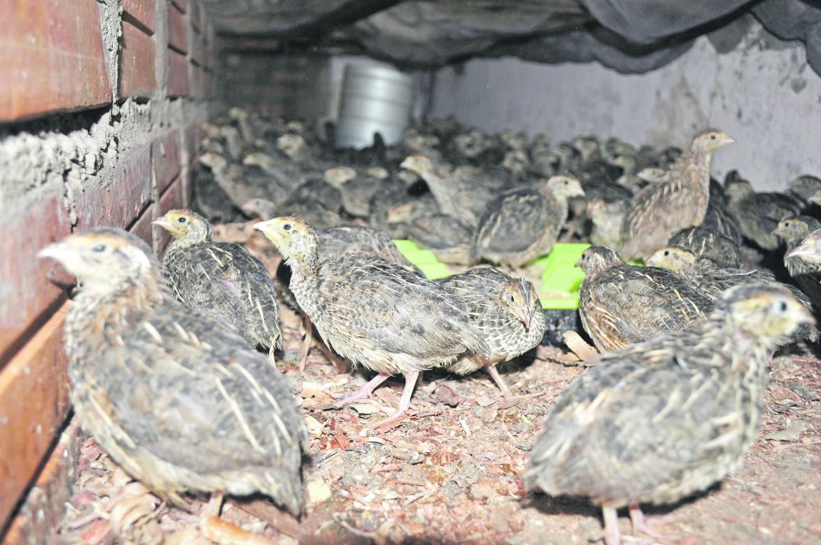 Cría de codornices - Iván Núñez (*) - ABC Rural - ABC Color