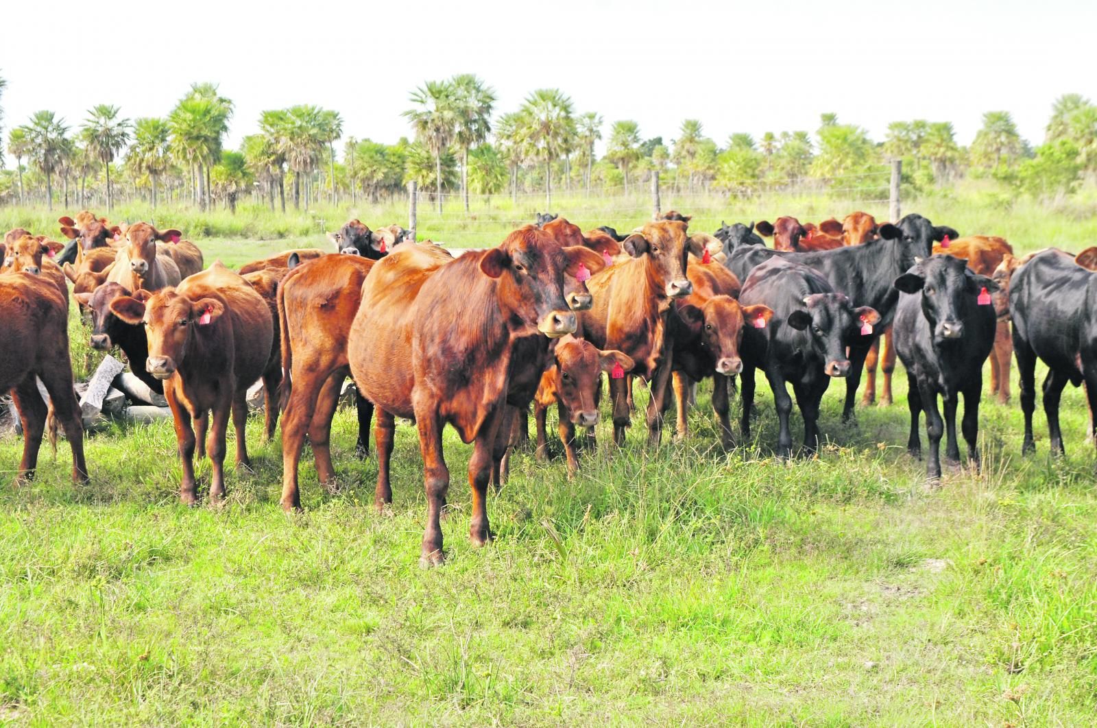 Implantación de pasturas - ABC Rural - ABC Color