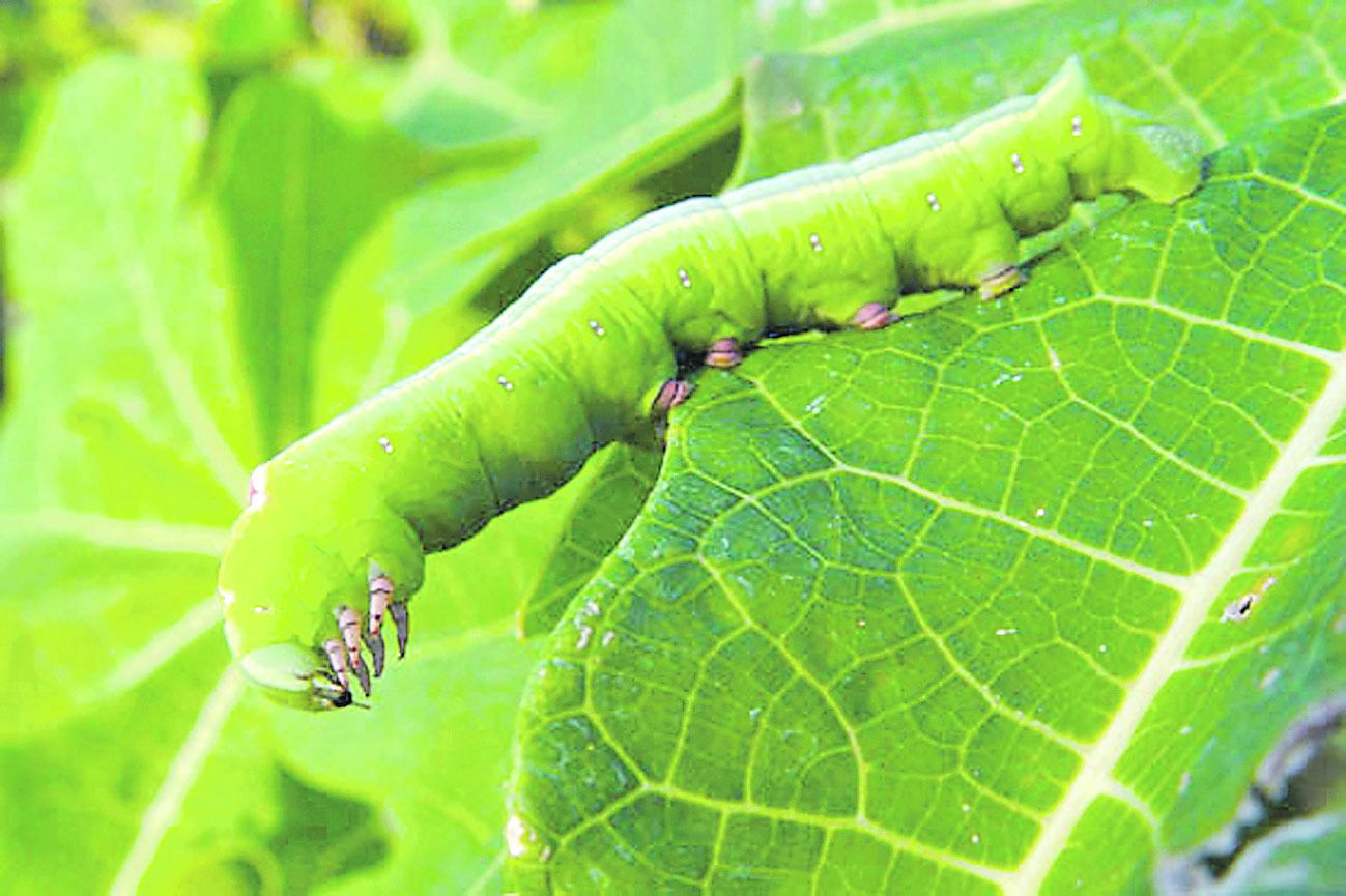 Control de marandova en mandioca - ABC Rural - ABC Color