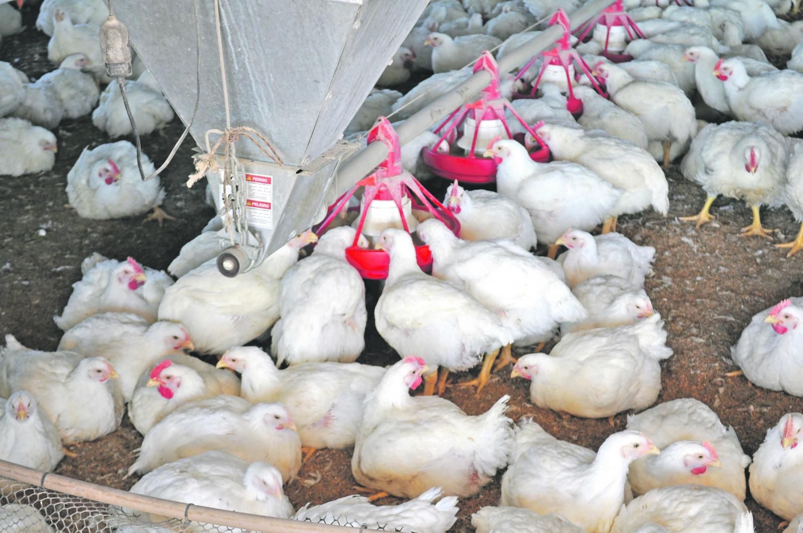 Alimentación de los pollos - Dr. P. M. Gibert - ABC Rural - ABC Color
