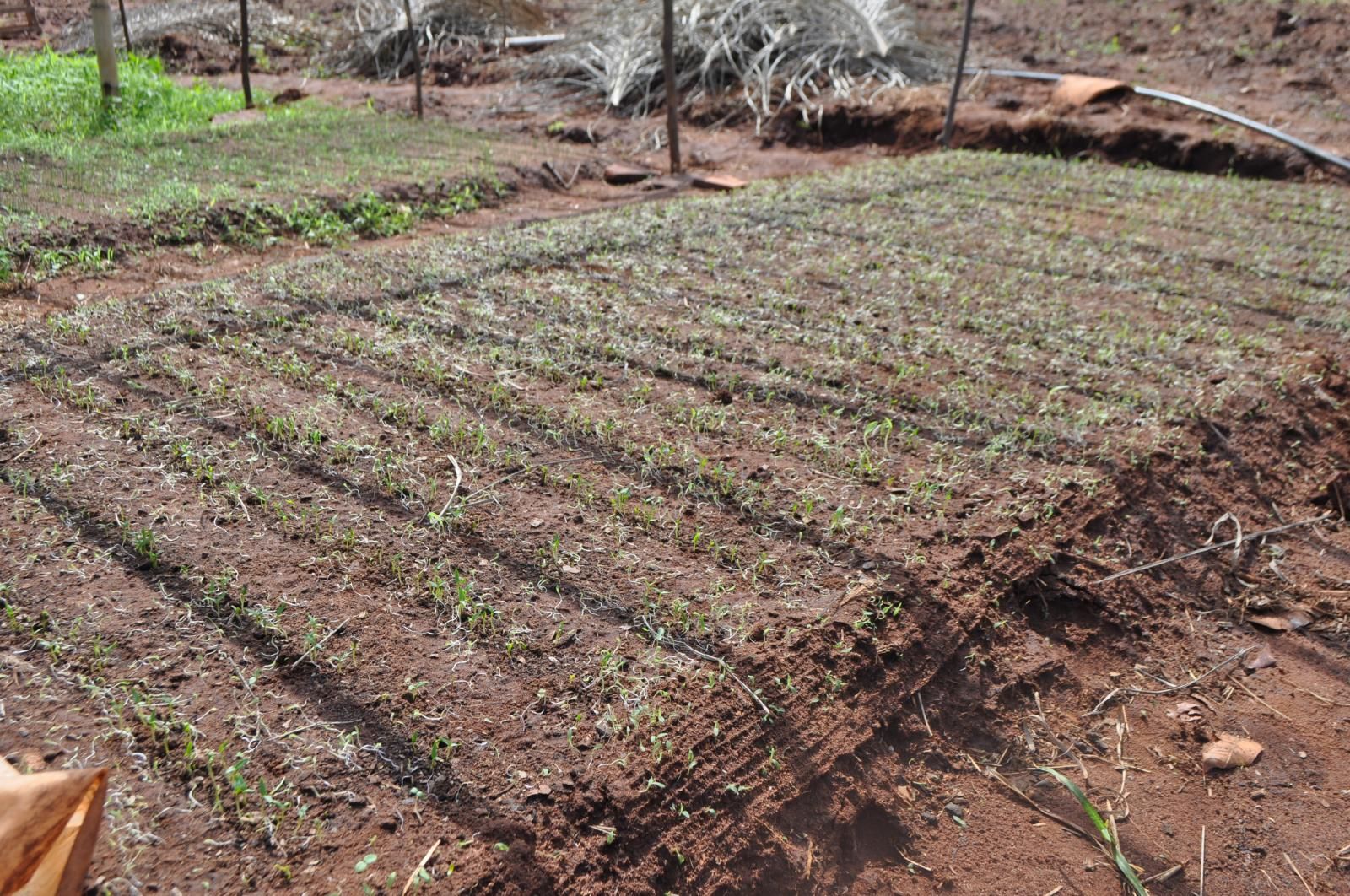 Mudas de locote - ABC Rural - ABC Color