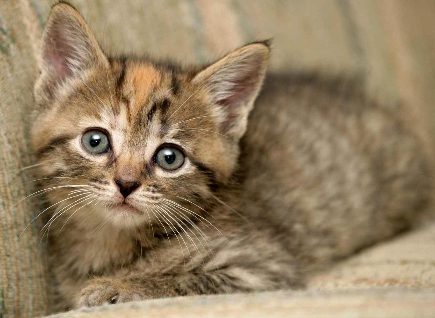 Adoptar un gato - Casa y Jardín - ABC Color