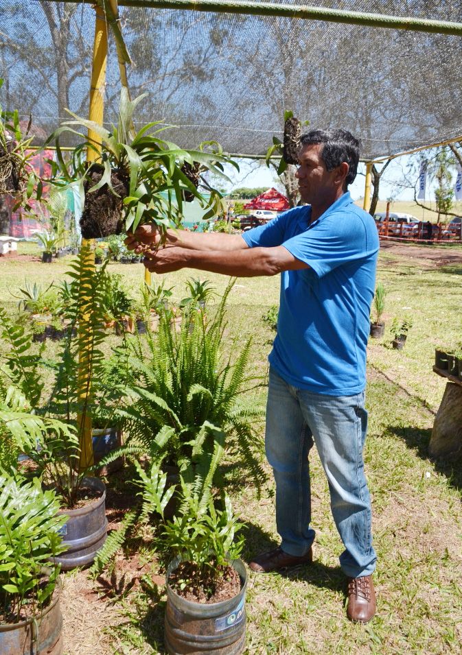 Vivero forestal y ornamental, una alternativa rentable - Gaceta del Sur ...