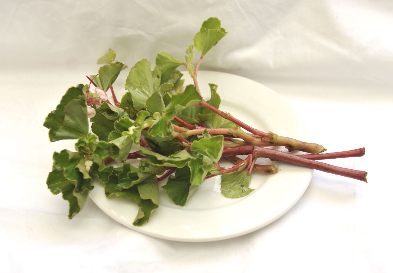 Agrial - Casa y Jardín - ABC Color