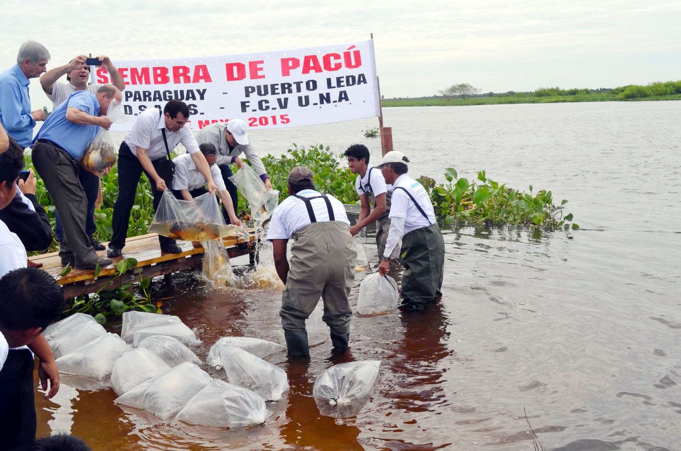 Liberan 50.000 crías de pacú en el río Paraguay - Interior - ABC Color