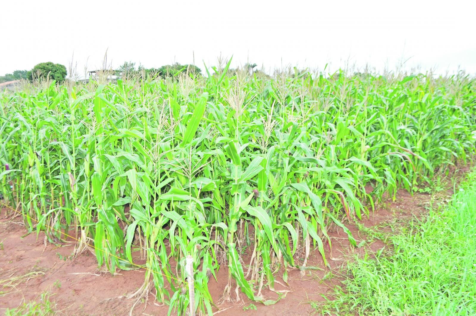 Maíz como forraje para ganado bovino - ABC Rural - ABC Color