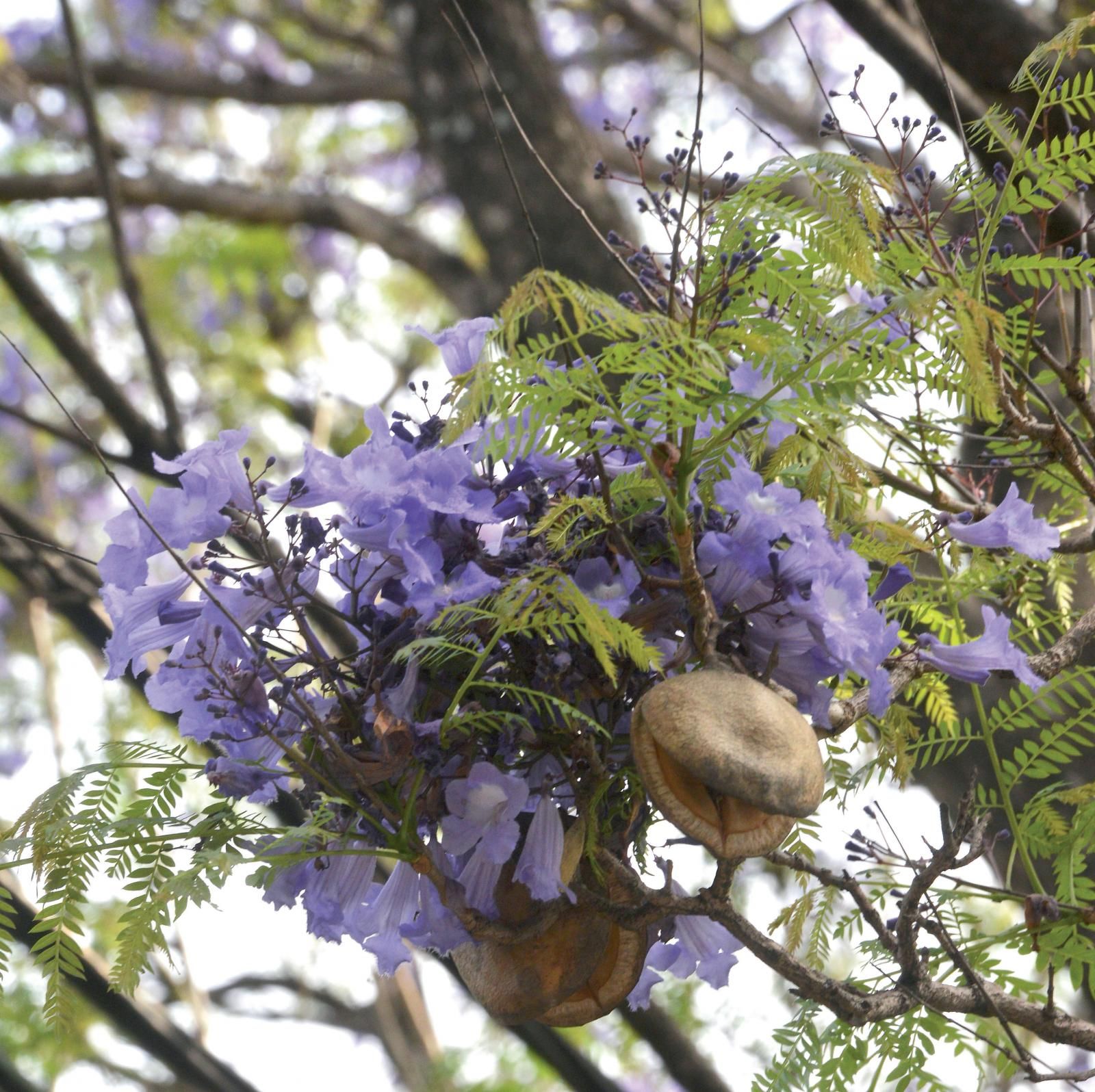 La belleza del jacarandá - ABC Revista - ABC Color