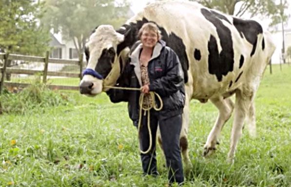 Blossom, la vaca más grande del mundo - Ciudadano digital - ABC Color