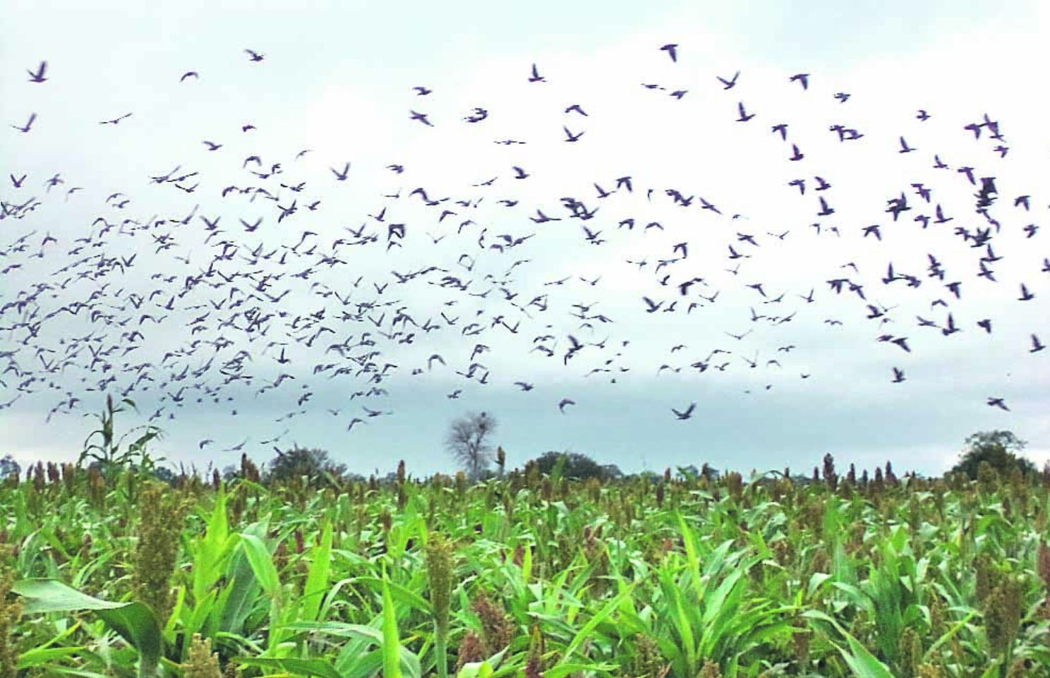 Seam habilitó cacería de palomas hasta julio - Nacionales - ABC Color