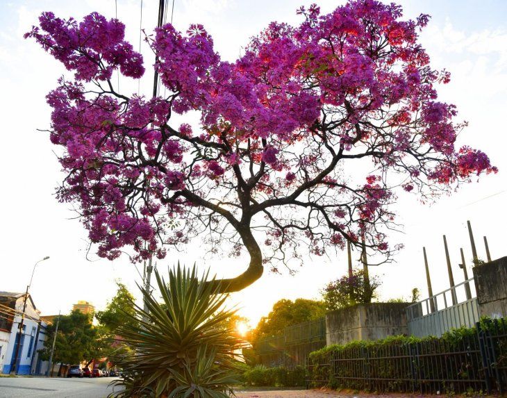 El tajy, estampa nacional - Notas - ABC Color