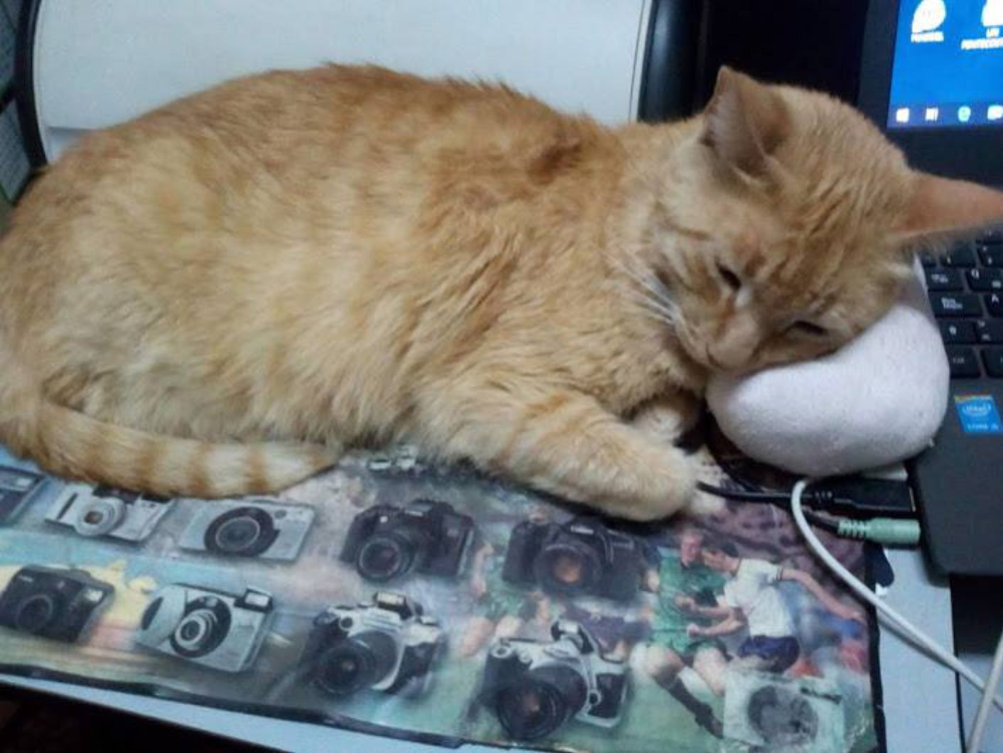 El pelo del gato - Casa y Jardín - ABC Color