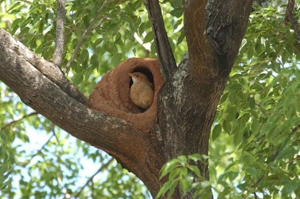 El hornero y el conocimiento colectivo - Notas - ABC Color