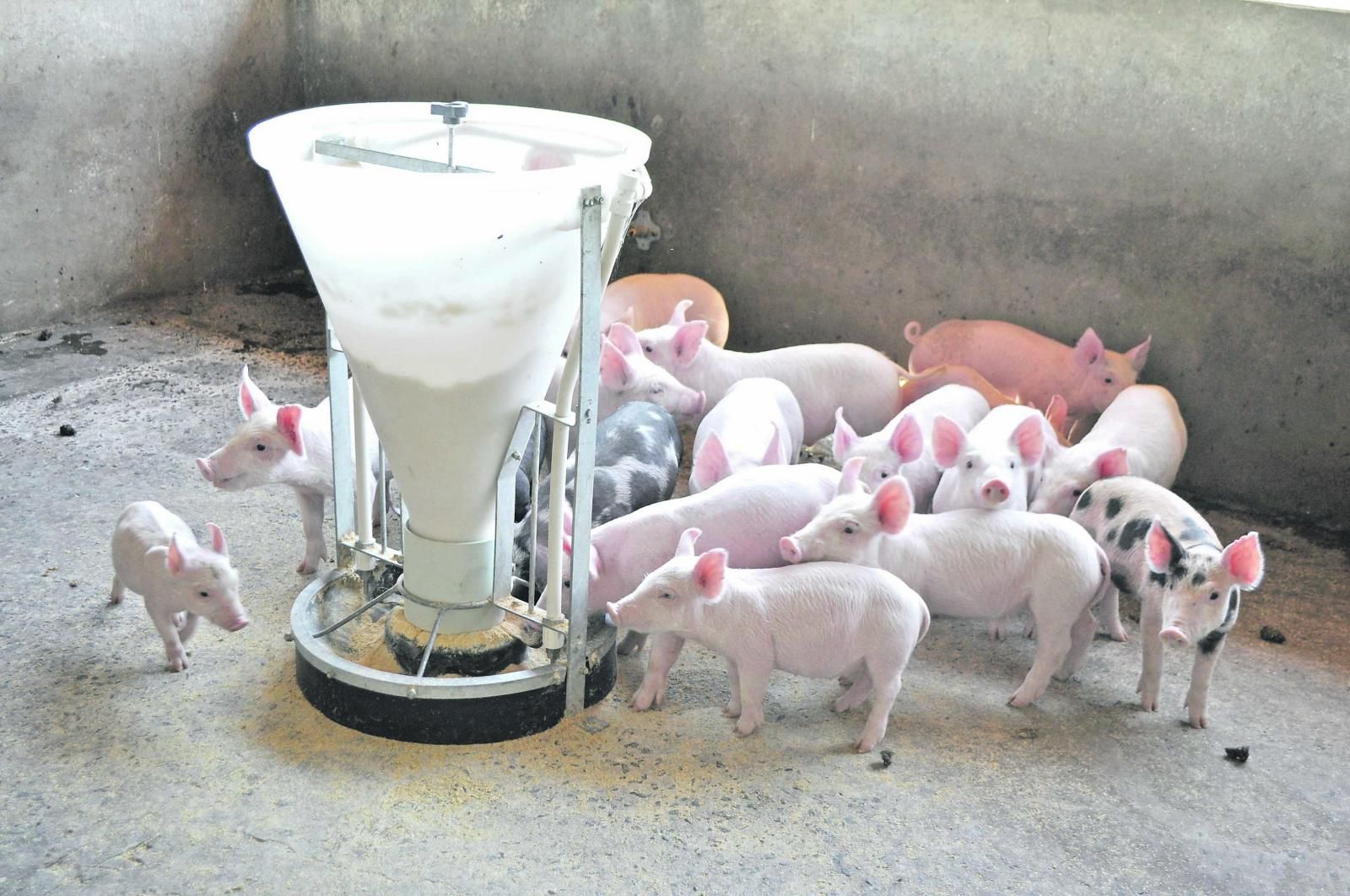 Producción de cerdos - ABC Rural - ABC Color