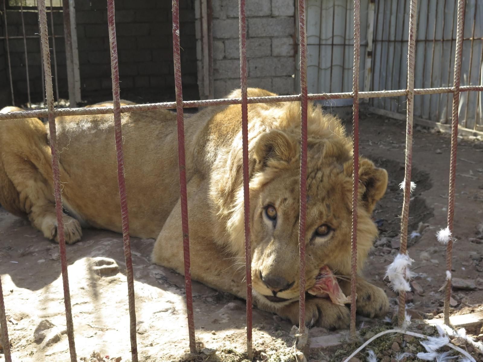 Los supervivientes del zoo de Mosul vuelven a rugir - Mundo curioso ...