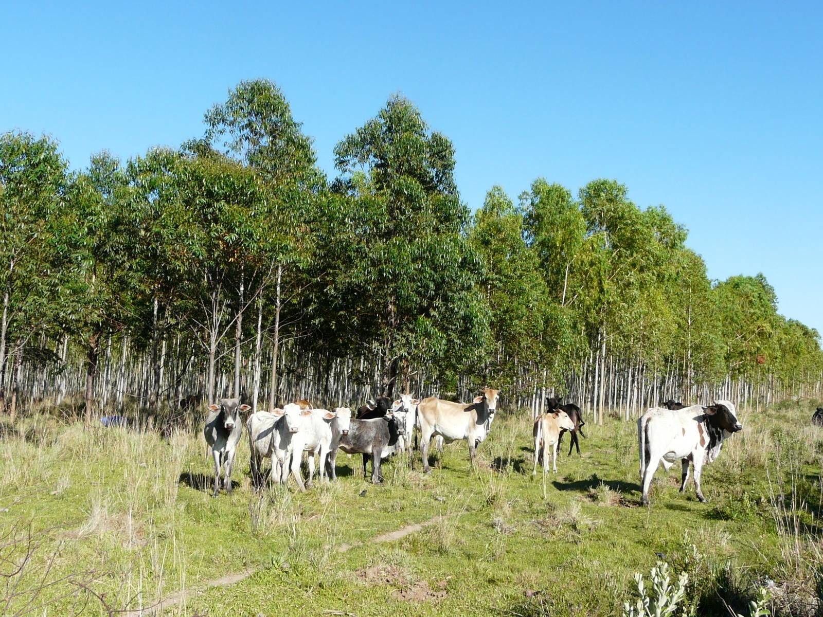 Manejo responsable de los recursos forestales - Ing. Agr. Fernando Díaz ...