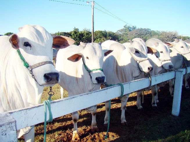Buscan Dinamizar El Sector Ganadero Economía Abc Color