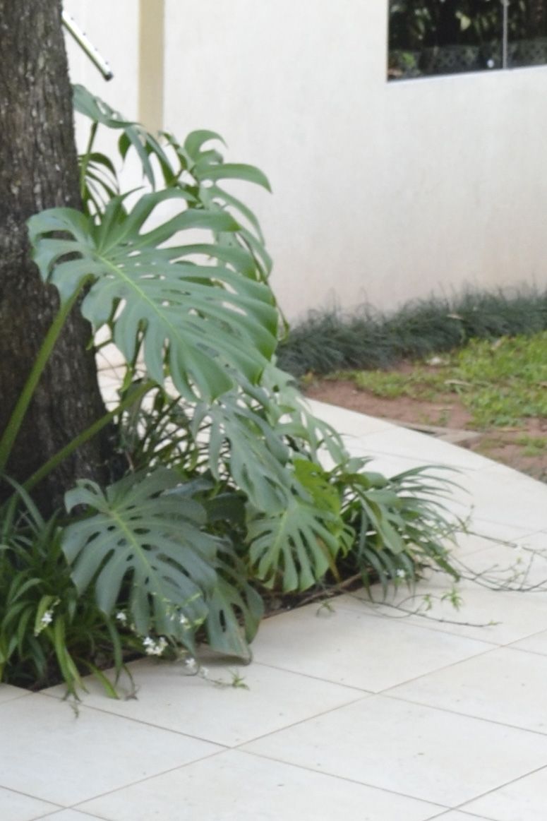 Monstera - Casa y Jardín - ABC Color