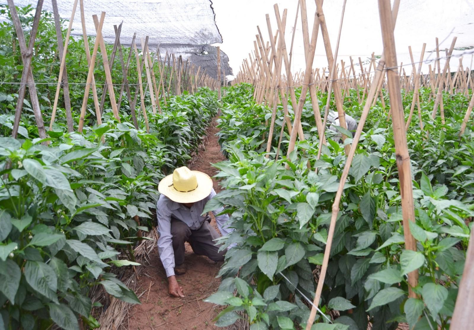 Se destaca excelente producción de locote y tomate en Guayaybí ...