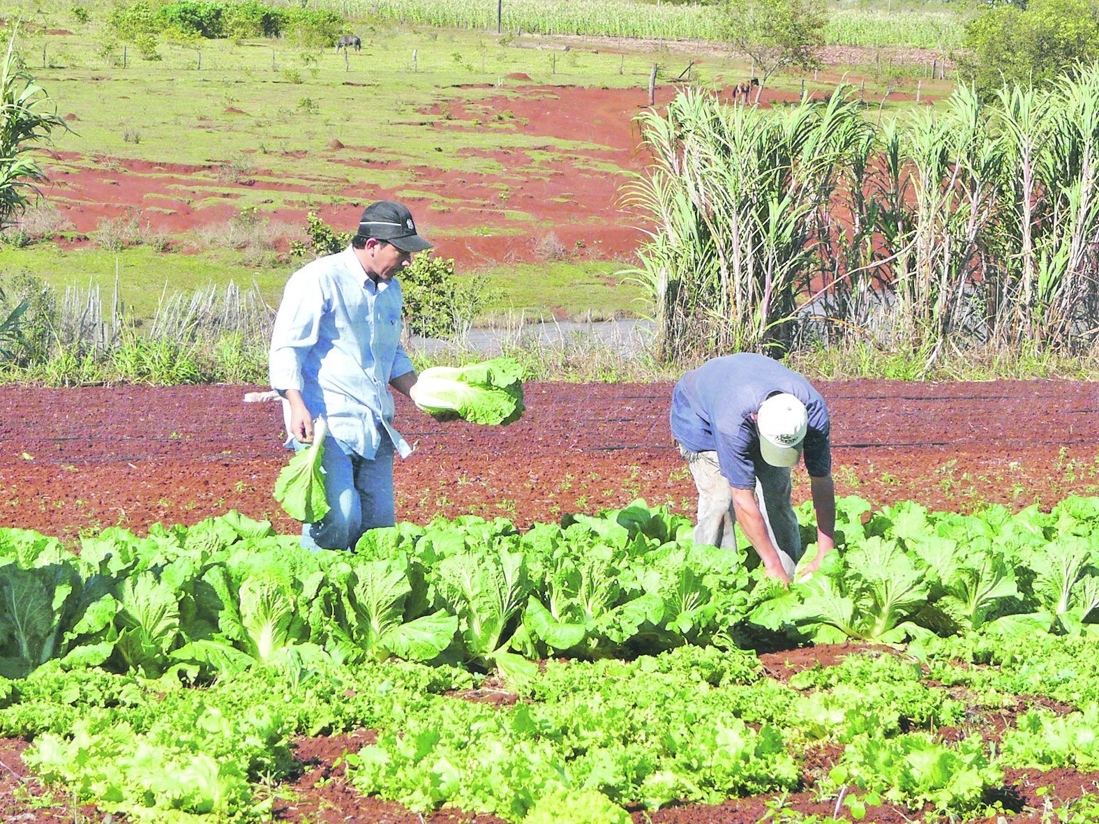 Trabajando el campo - Dr. P. M. Gibert - ABC Rural - ABC Color