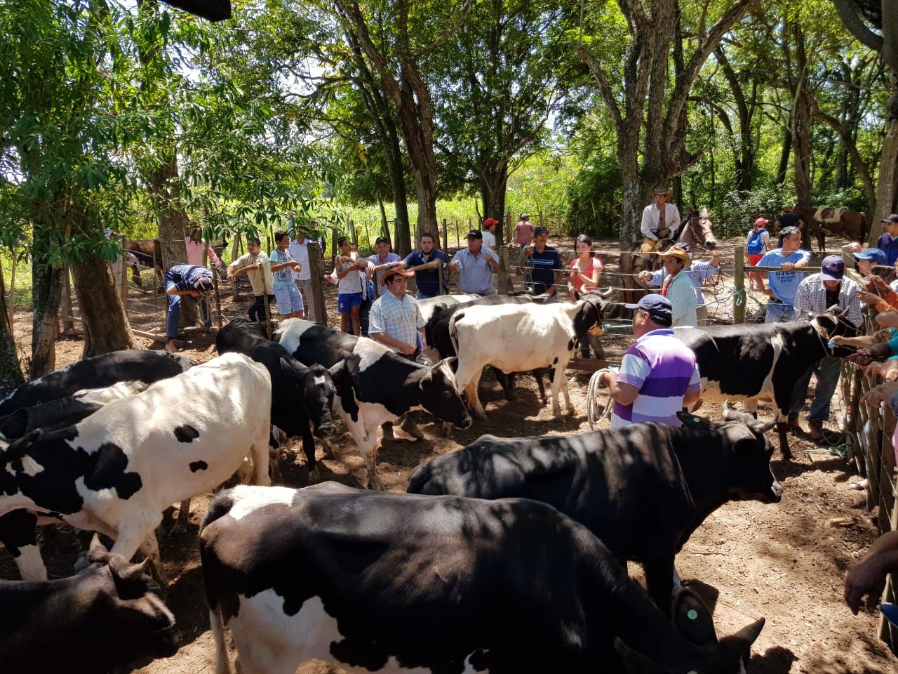 Productores reciben vacas lecheras en Bertoni - Nacionales - ABC Color