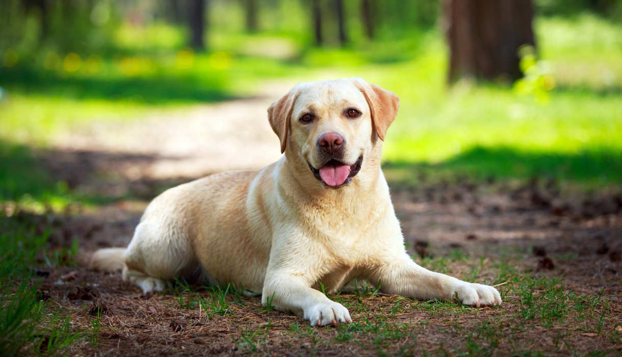 ¿Su labrador está gordo? La culpa es de la genética - Ciencia - ABC Color