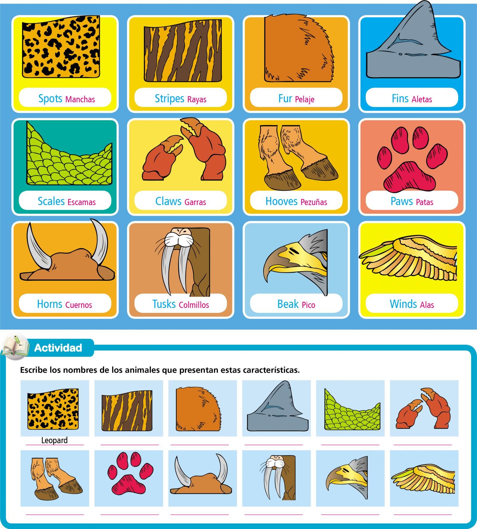 Animal Body Parts - Escolar - ABC Color