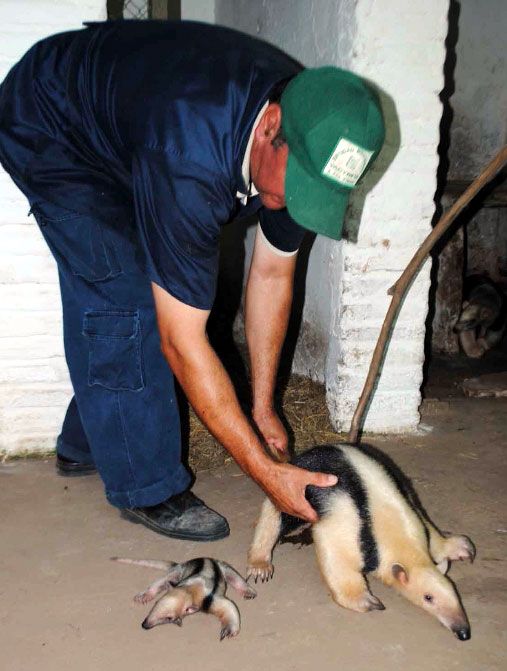 Nace oso melero en el refugio Atinguy - Interior - ABC Color