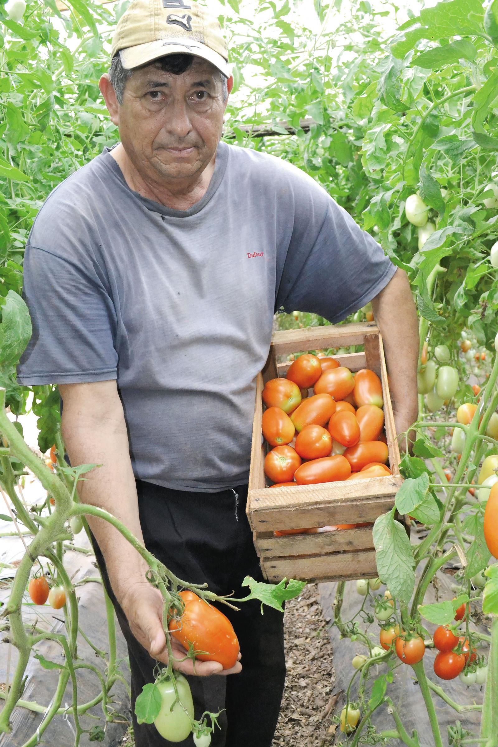 Cosechan tomates cultivados en invernaderos - 3 Fronteras - ABC Color