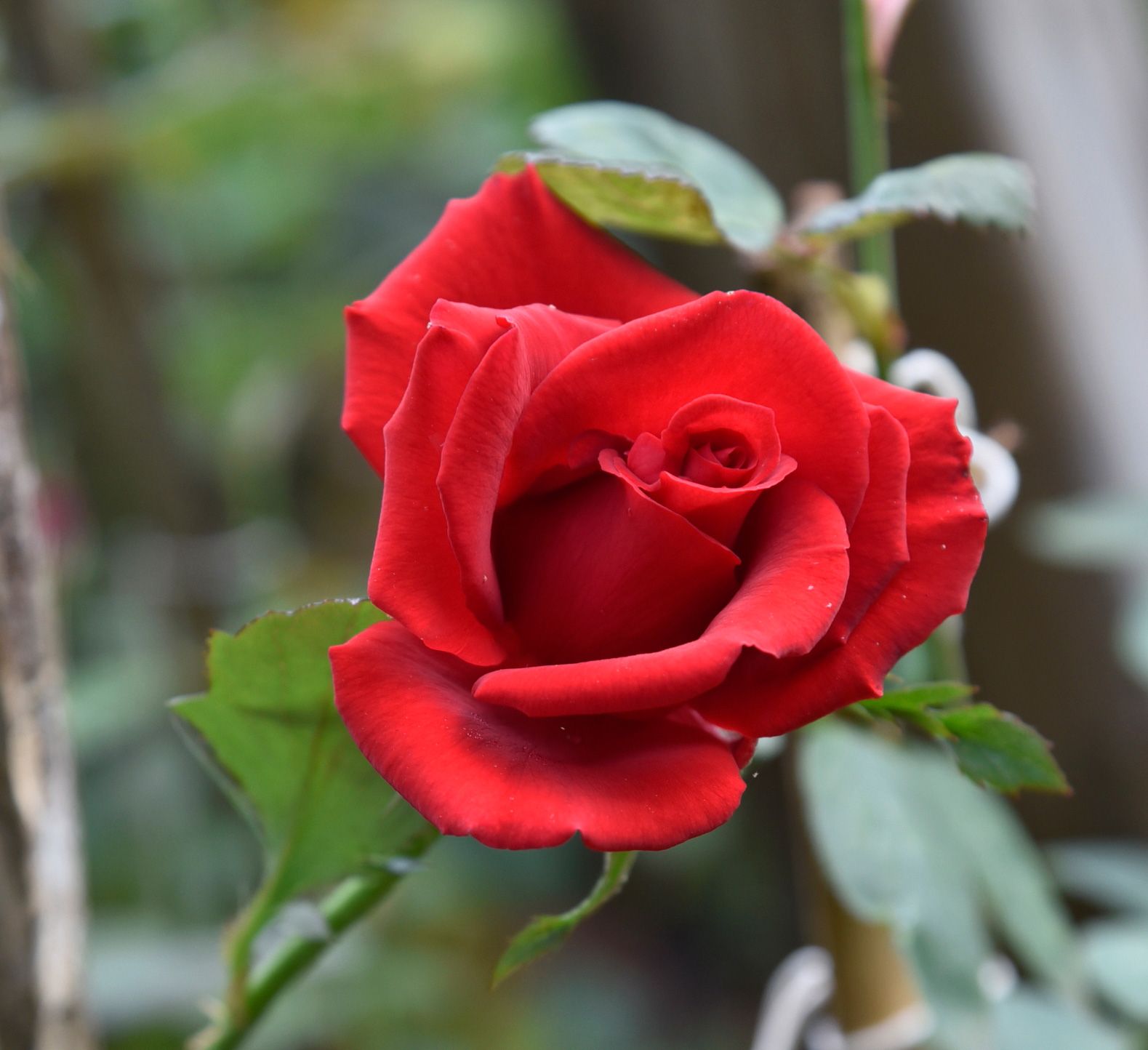 Rosa - Casa y Jardín - ABC Color