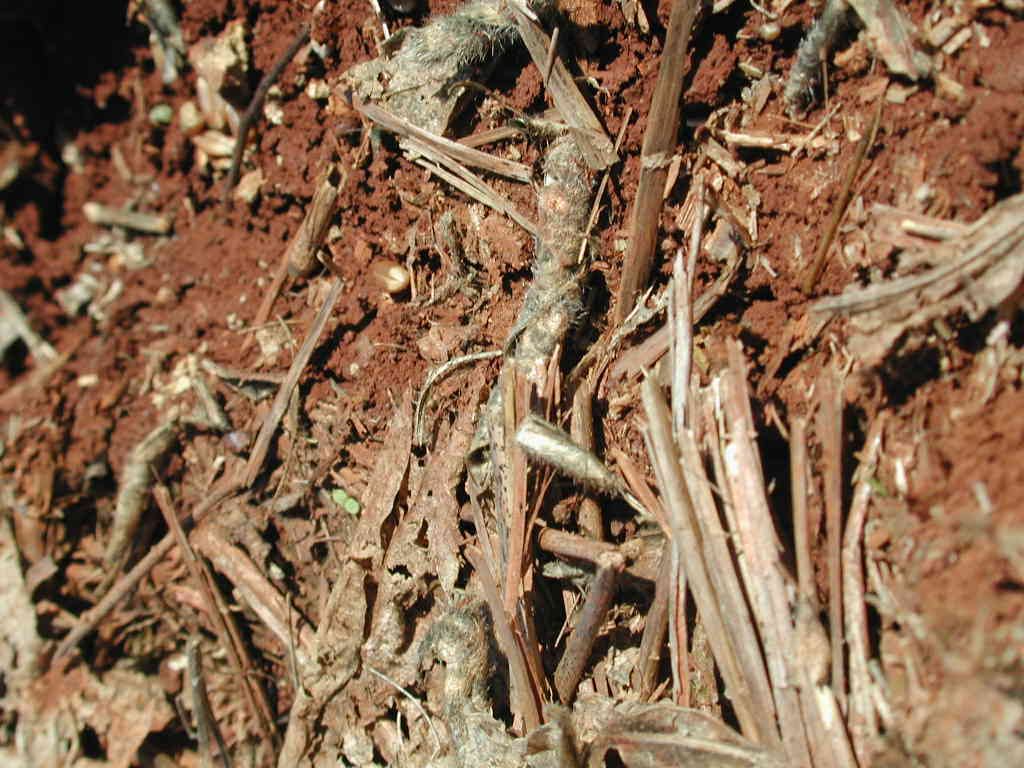 Rastrojos - Ing. Agr. Fernando Díaz Shenker (*) - ABC Rural - ABC Color