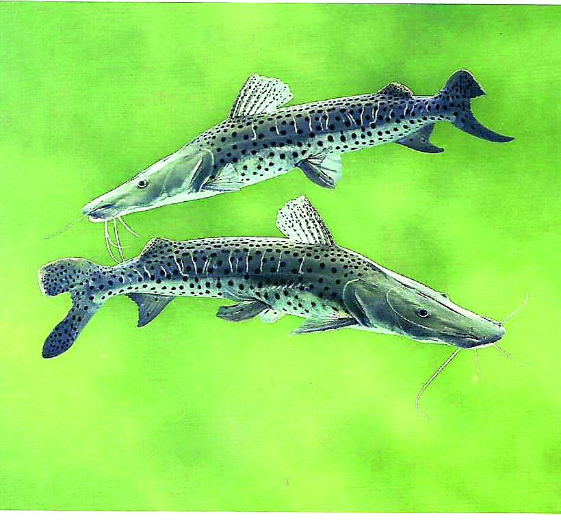 Surubí, el rey del río - Gastronomia - ABC Color