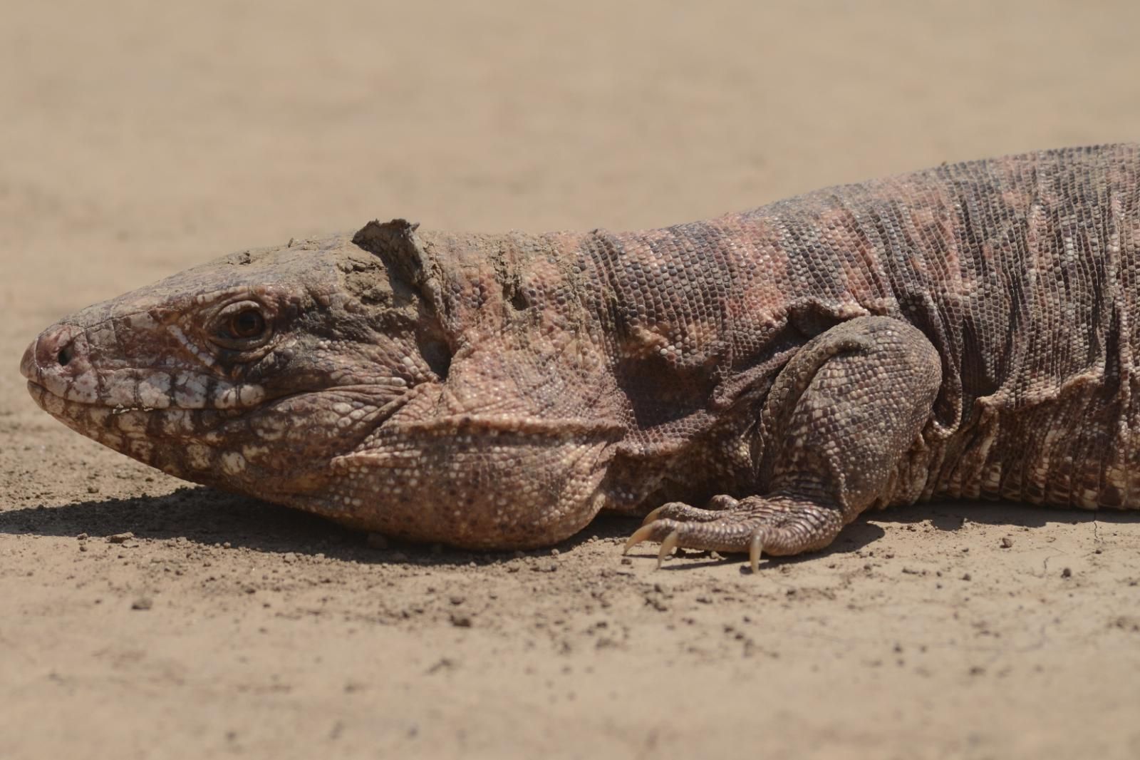 Seam justifica “cosecha” de teju guasu - Nacionales - ABC Color