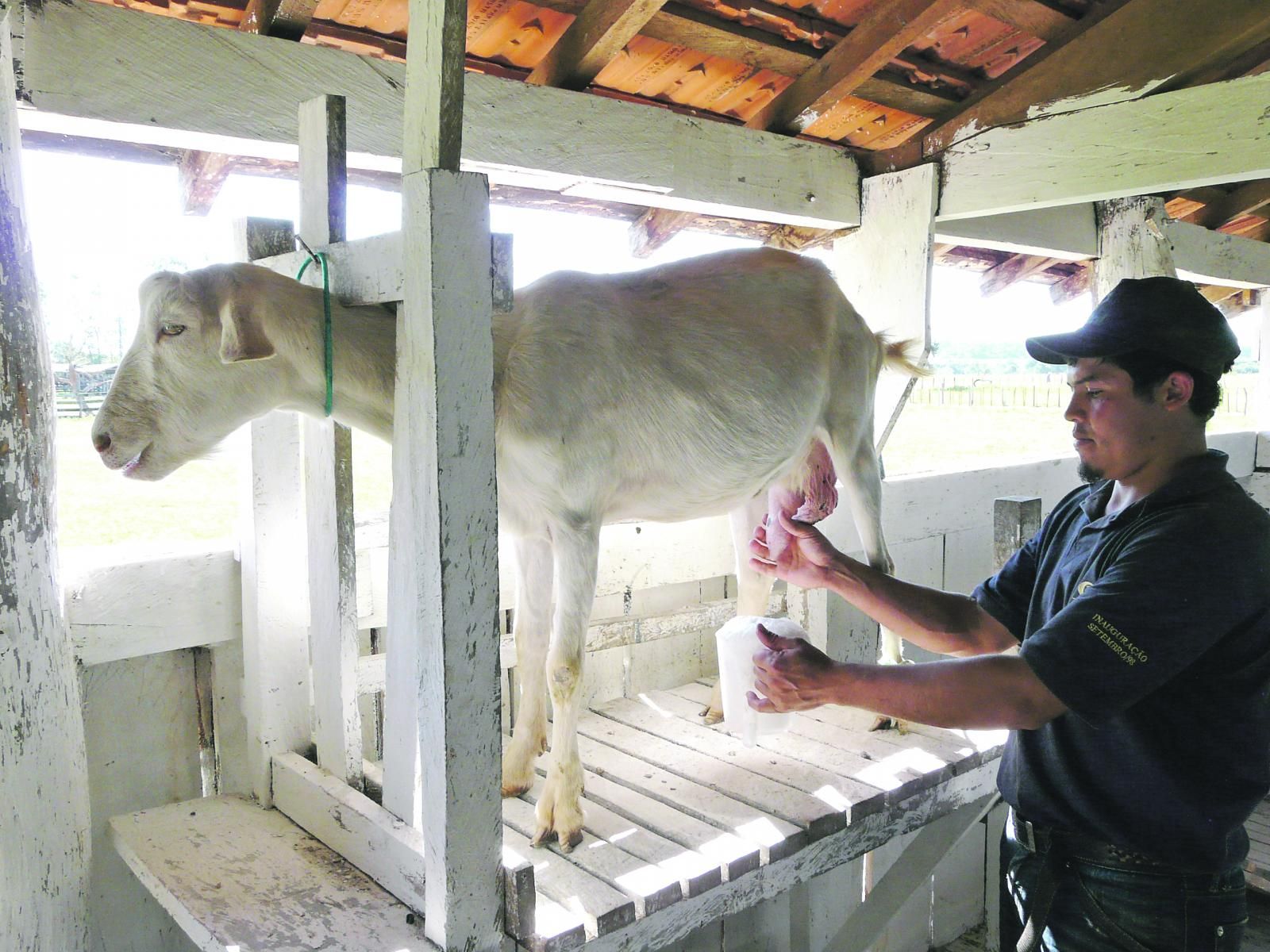 Producción caprina - ABC Rural - ABC Color