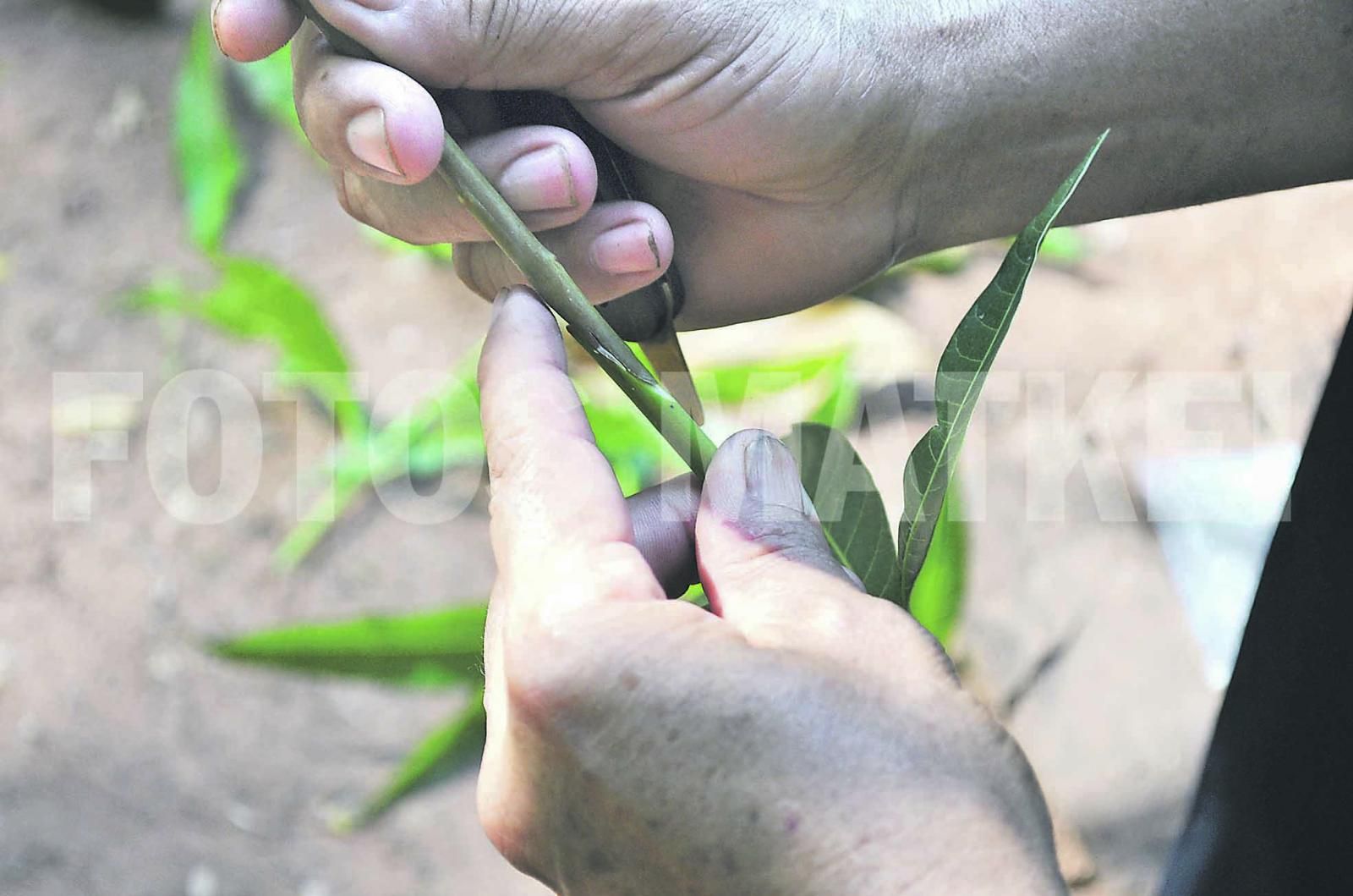 Injerto en mango - ABC Rural - ABC Color