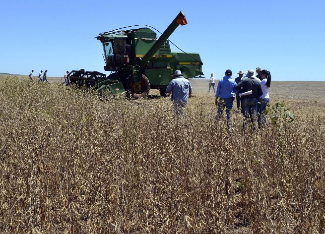 Mostraron ventajas de la soja Intacta - Economía - ABC Color