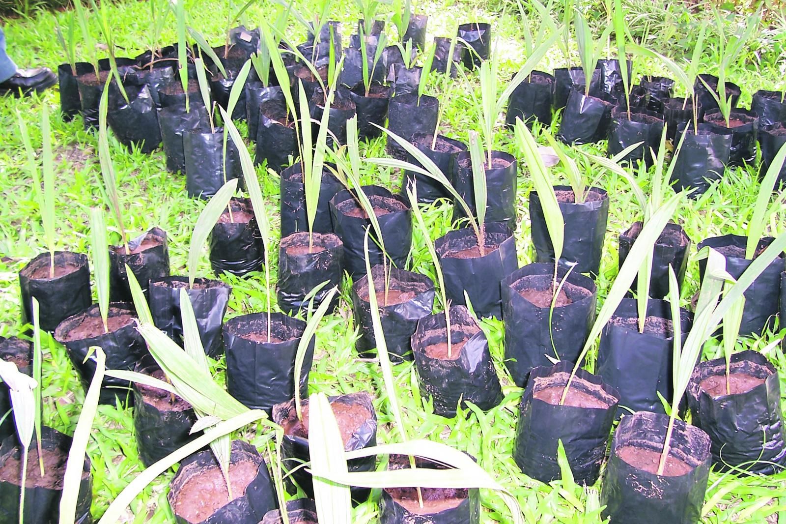 Cultivo del mbokaja a partir de plantines - Ing. Eduardo Bohn (*) - ABC ...