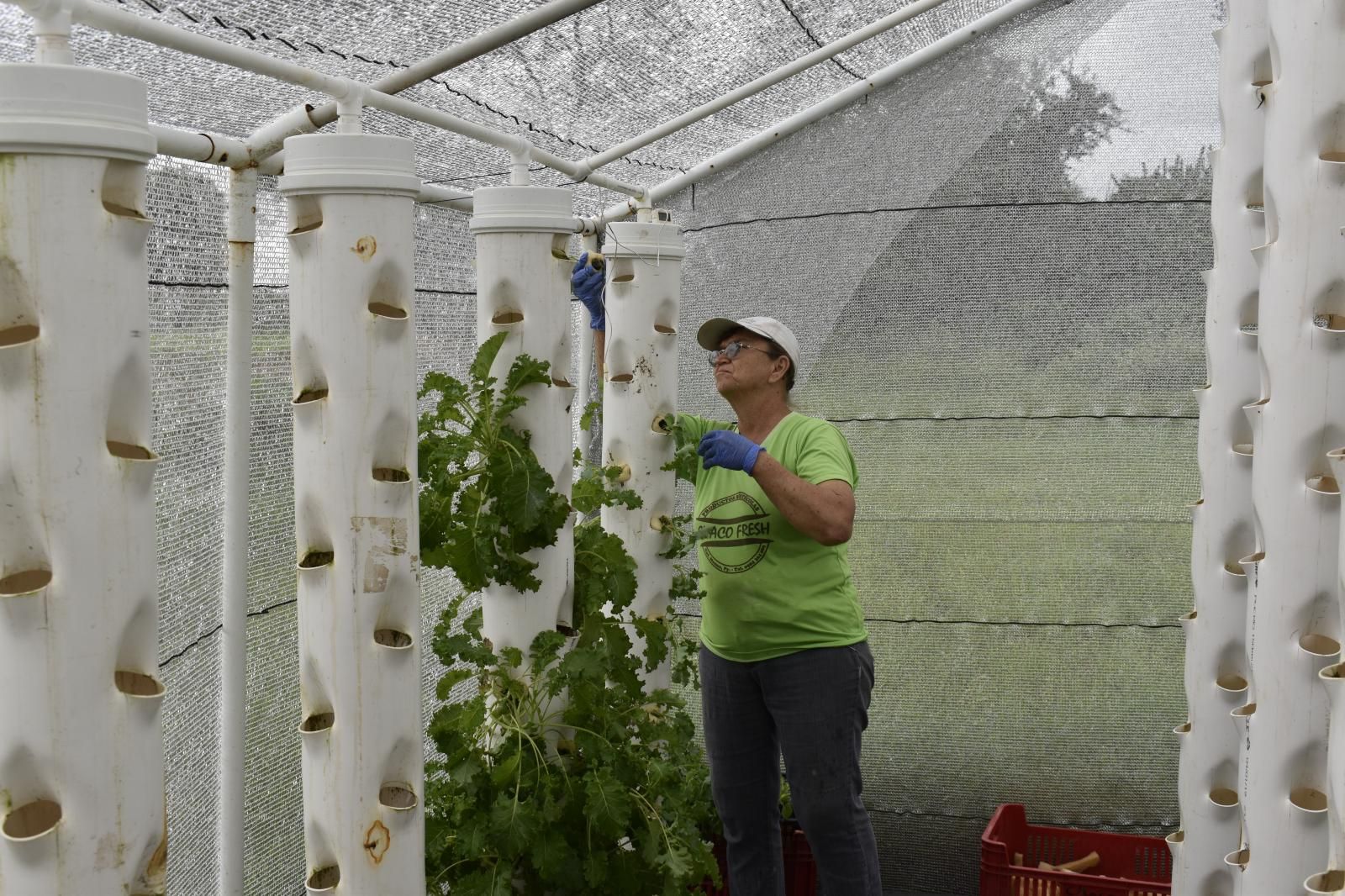 Aeroponía en el Chaco - ABC Rural - ABC Color