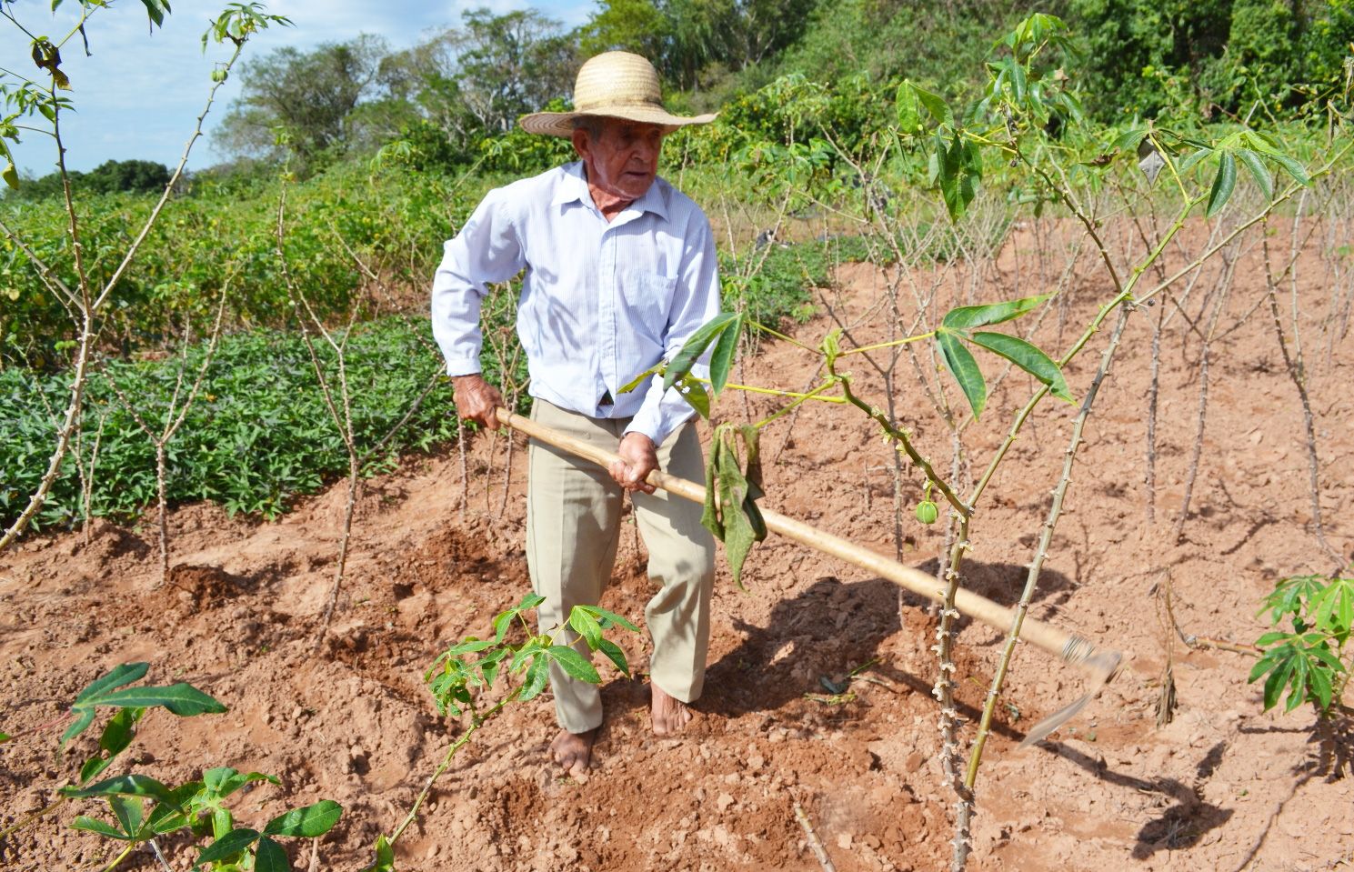 Con 90 años, labra la tierra y cultiva rubros alimenticios - Centinela ...