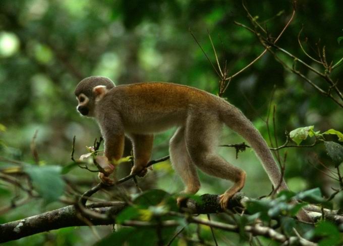 Brasil evalúa reproducción in vitro de monos en peligro de extinción ...