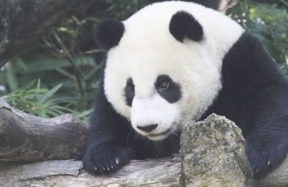 Taiwán: osa panda finge estar preñada - Ciudadano digital - ABC Color