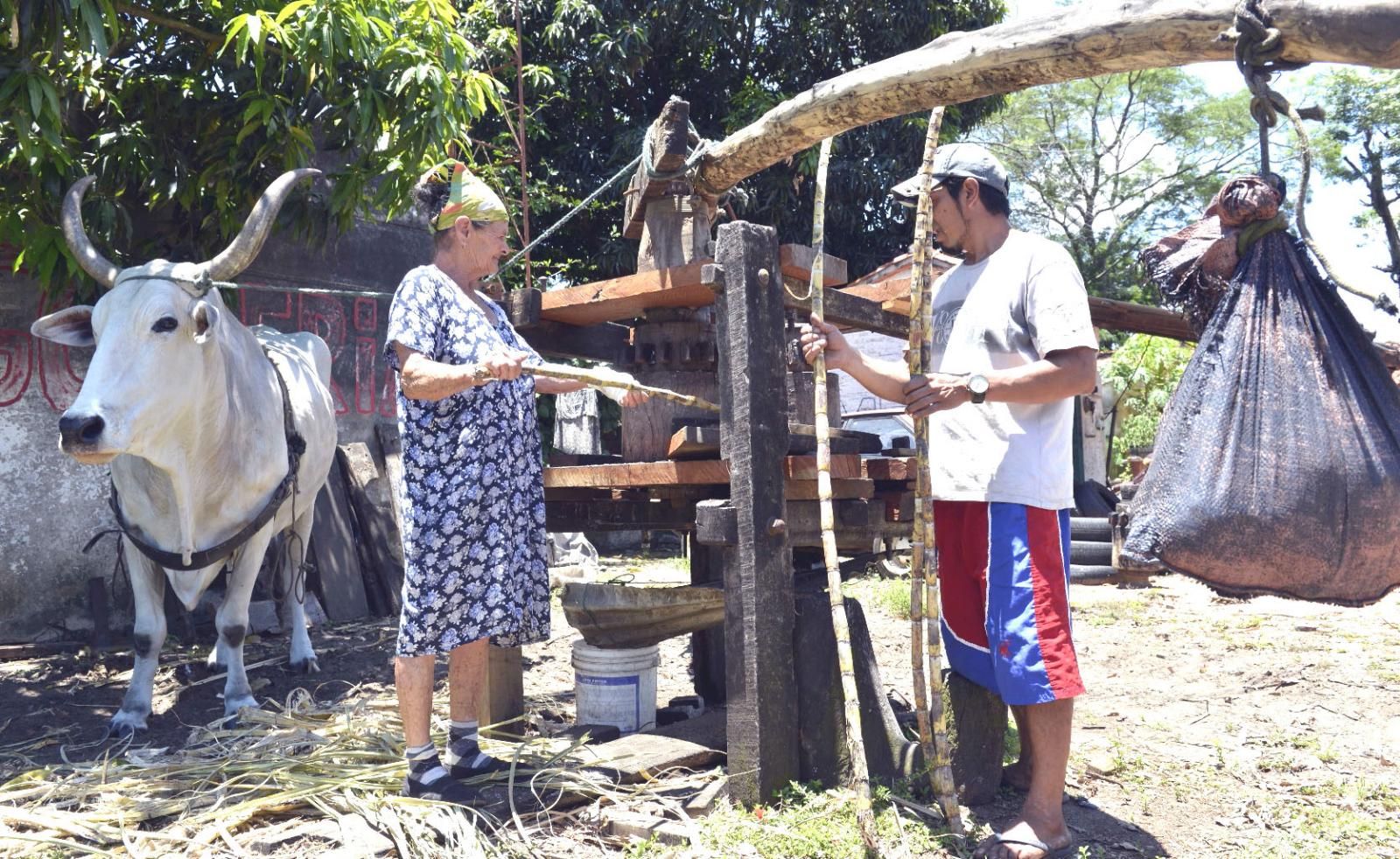 Revive la tradición del mosto - Locales - ABC Color
