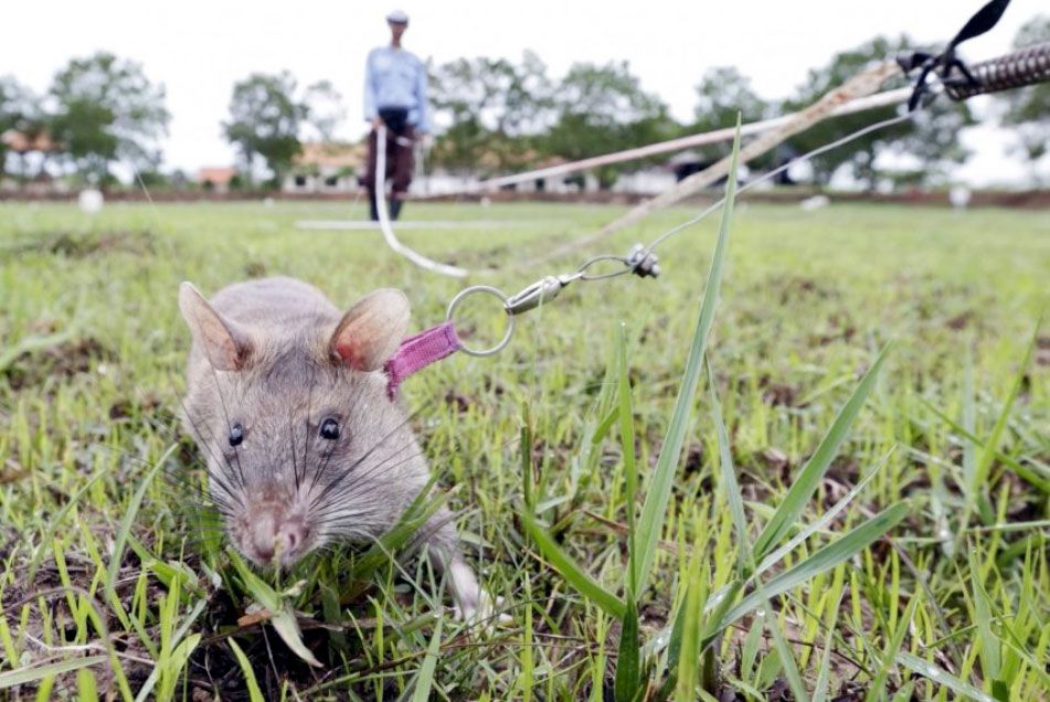 Entrenan ratas para salvar vidas en Asia - Ciudadano digital - ABC Color