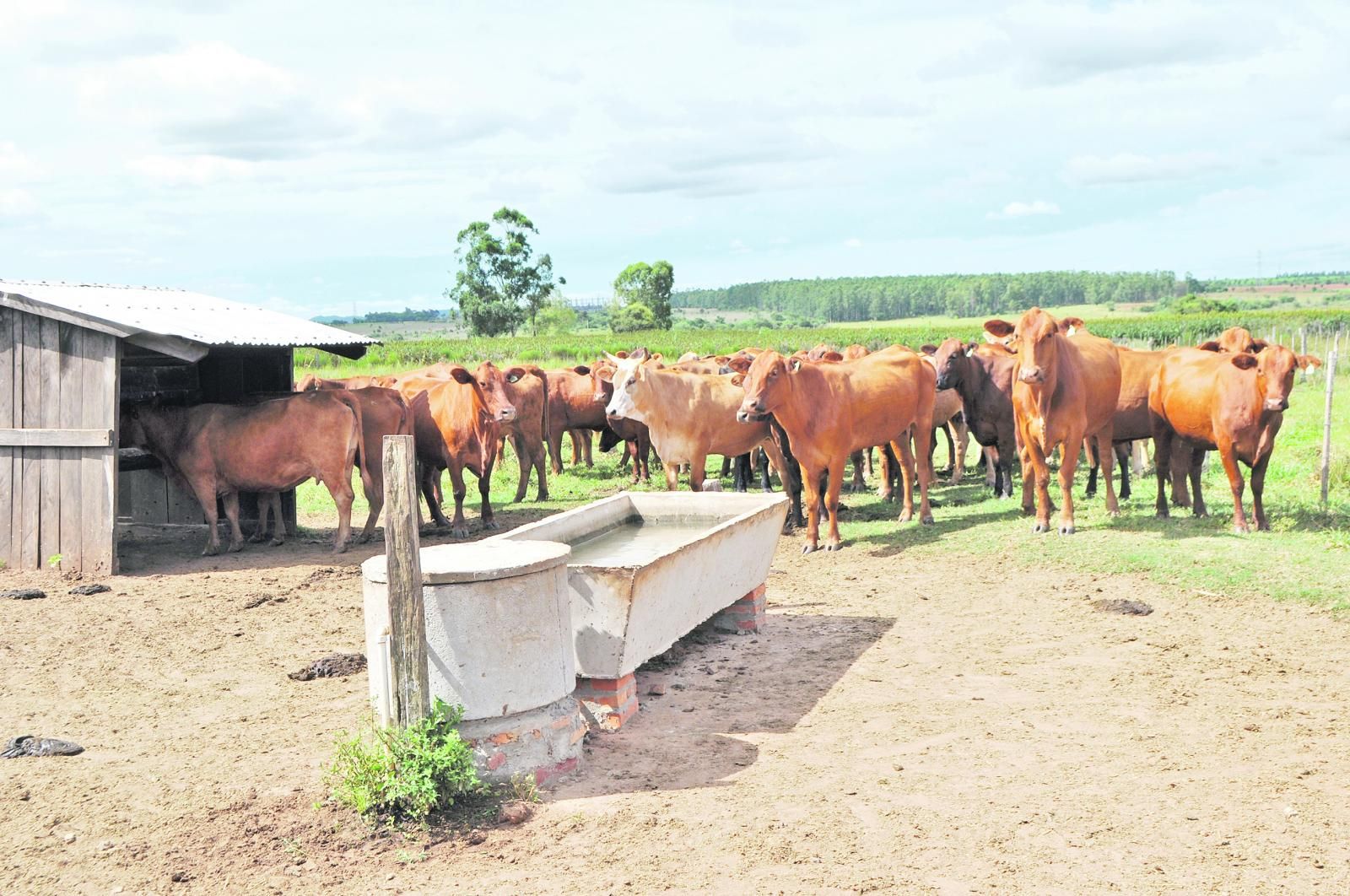Selección y eficiencia en el ganado de carne - Dr. Oscar A. Tami ...