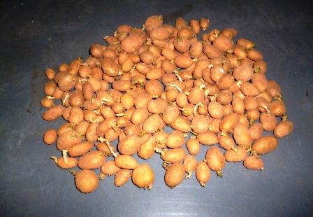 Desarrollan un sistema de producción de semillas de papa - ABC Rural ...