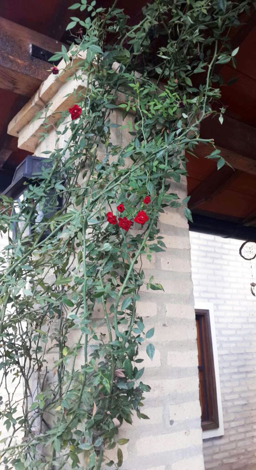 Rosales que forman enredaderas - Casa y Jardín - ABC Color