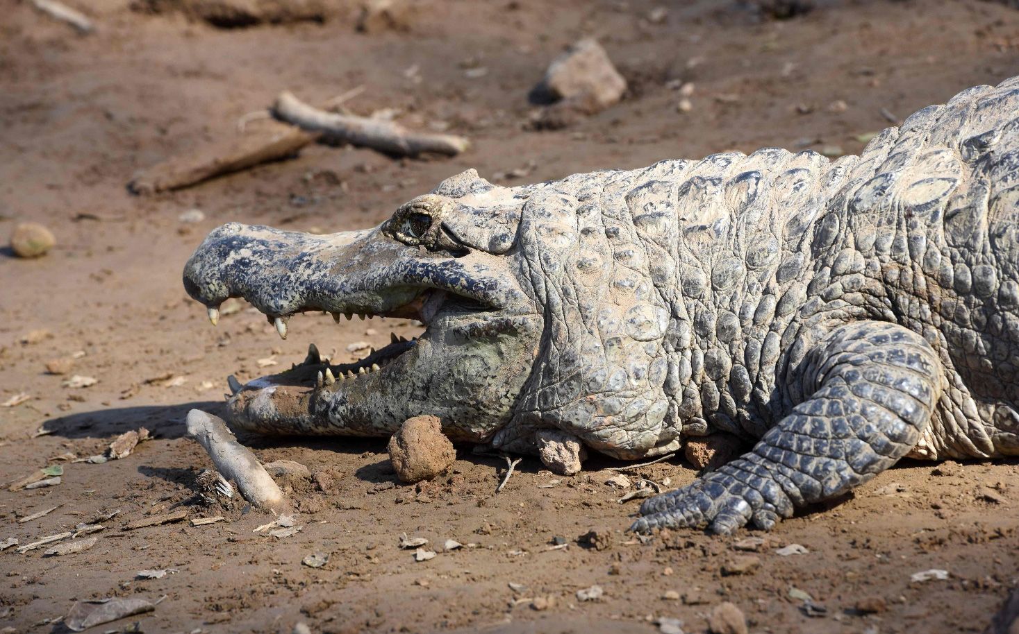 Yacarés en peligro - Casa y Jardín - ABC Color