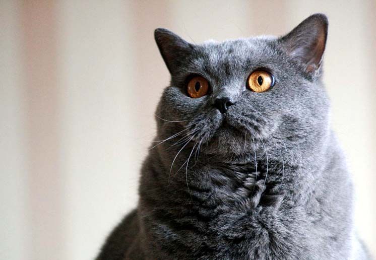 El gato azul - Casa y Jardín - ABC Color