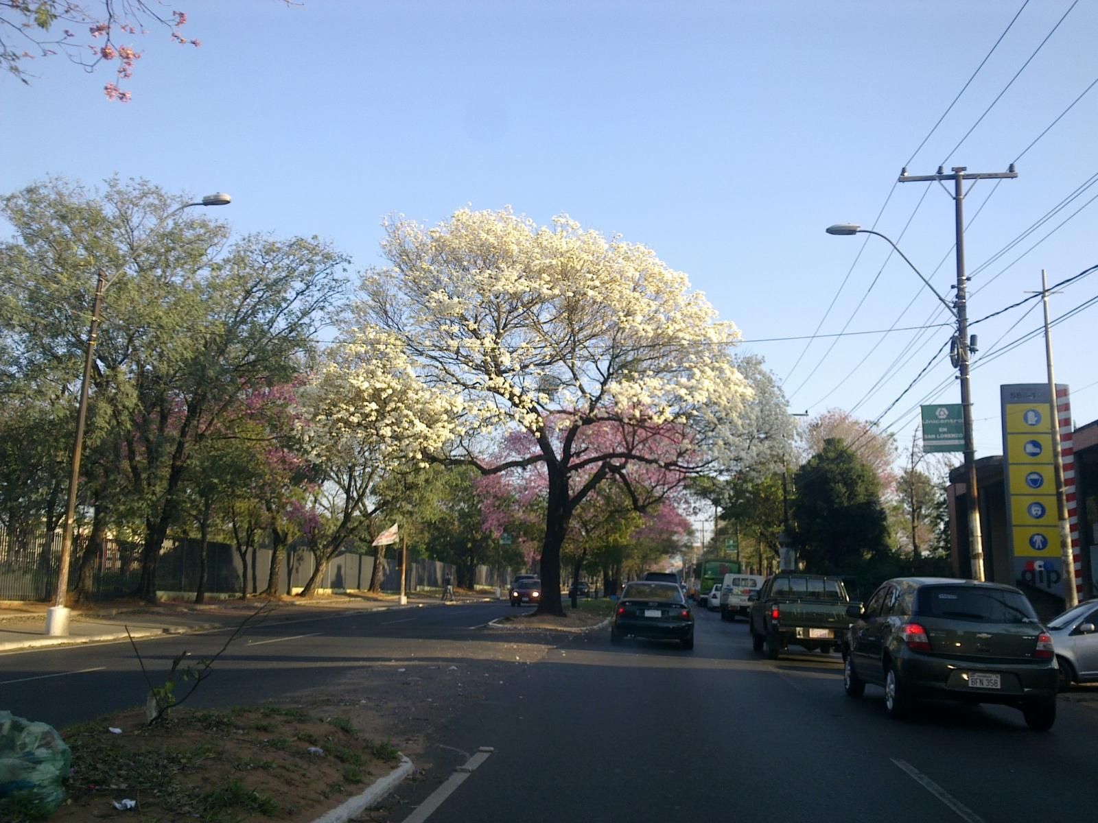 Tajy blanco de San Lorenzo - - ABC Color